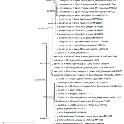 Phylogenetic Tree Based On 63 Cytochrome Oxidase C Subunit I Coi