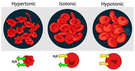 Difference Between Endosmosis And Exosmosis Difference Between