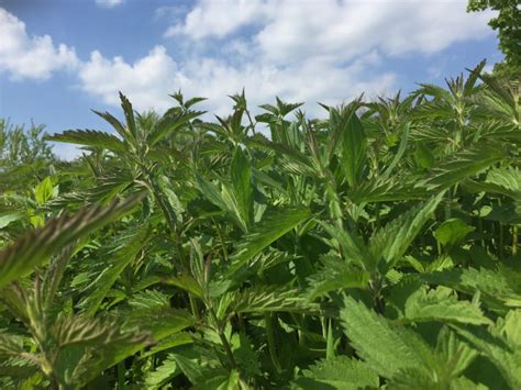 Raw Nettle Pesto Thyme Herbal