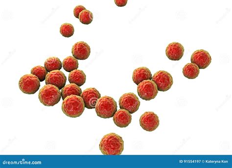 Bacteria Enterococcus Illustration Stock Illustration Illustration
