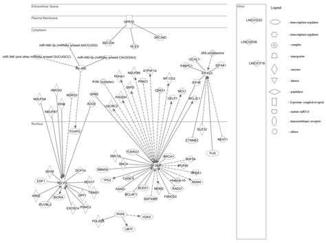 Exploring The Role Of E6 And E7 Oncoproteins In Cervical Oncogenesis