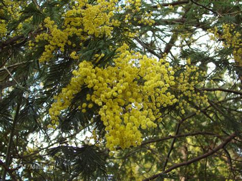 India Flora Online