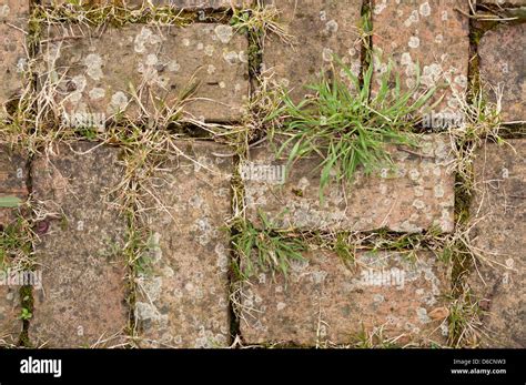 Brick Pathway With Old Recycled Bricks Forming Garden Path Grass And Moss Growing In Joints