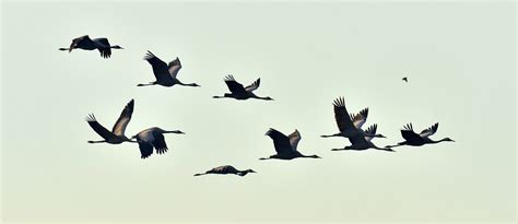 Hybrid Coe Working Paper 14 Migration Instrumentalization A Taxonomy