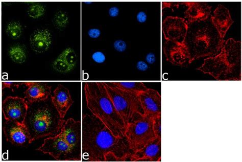 Cfdna Ctdna 全血保存管 唾液dna采集器 Streck 卜一口无创管