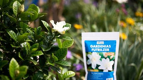 Best Fertilizer For Gardenias Top 10 Picks