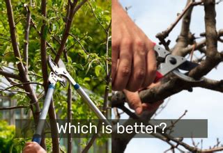 Difference Between Tree Trimming And Pruning Which Is Better