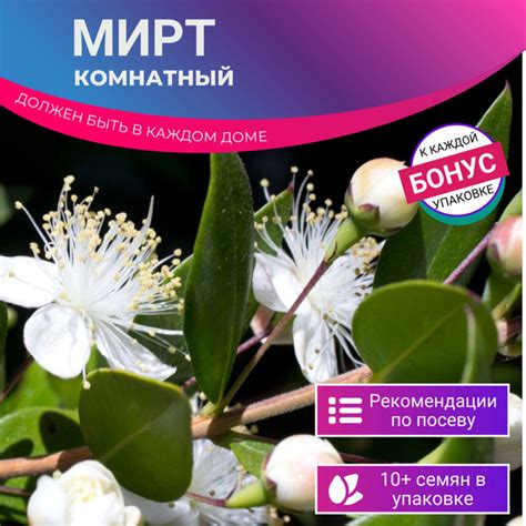 Мирт XSeedS мирт - купить по выгодным ценам в интернет-магазине OZON ...