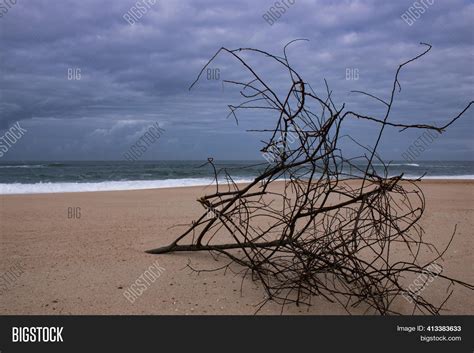 Big Dried Branch Tree Image And Photo Free Trial Bigstock