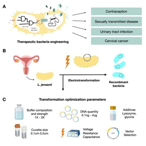 Potential Applications To Vaginal Microbiota Engineering And