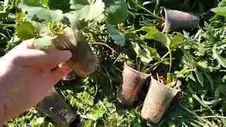 Клубника Спаржи: отзывы, описание сорта, фото, видео, отзывы ...