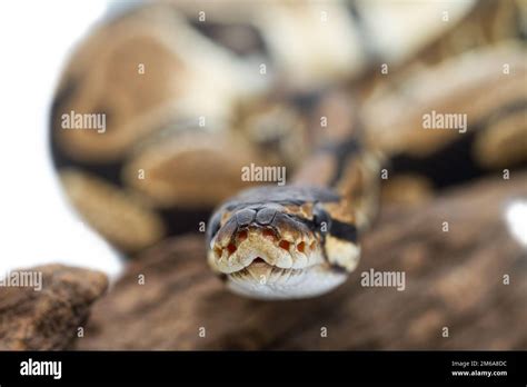 Ball Python Close Up Python Regius Stock Photo Alamy