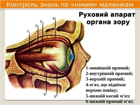 Анатомія ока. Провідні шляхи зорового аналізатора (презентація до ...