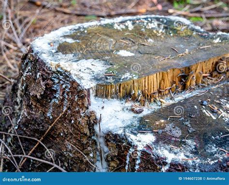 Tree Trunk With Tree Resin Stock Photo Image Of Felled 194607238