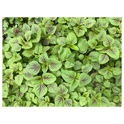 Amaranthus Green And Red Round Leafed Cloverseedretail