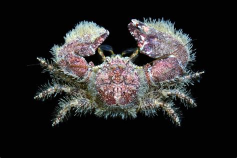 Crab Database · Crabs