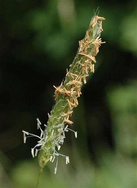 Alopecurus Pratensis Poaceae Image 23080 At