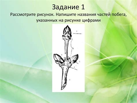 Побег развитие разнообразие строение презентация онлайн