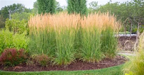 When To Trim Karl Foerster Grass Ornamental Beauty