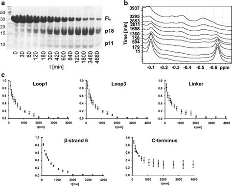 Processing Of Procaspase 8 Into Caspase 8 Labeled Procaspase 8 Was