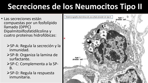 Secreción De Los Neumonocitos Tipo 2 Youtube