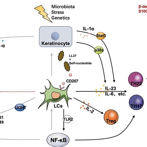 The Three Kinds Of Way To Establish Psoriasis‐like Mouse Model The