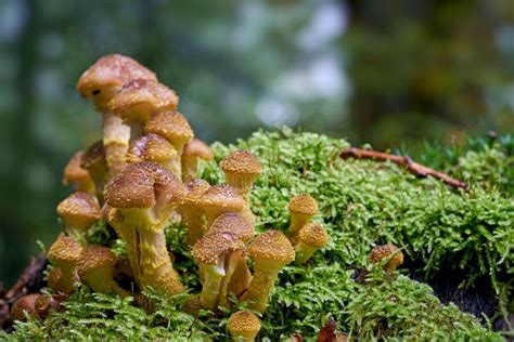 Honey Fungus On A Tree Stump Stock Image Image Of Nutritious Environmental