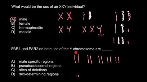 Nikolays Genetics Lessons On Linkedin What Would Be The Sex Of Xxy Individual