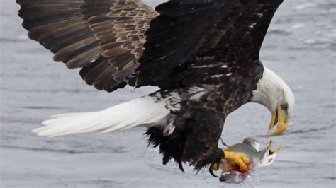 Bald Eagle Kills Hawk
