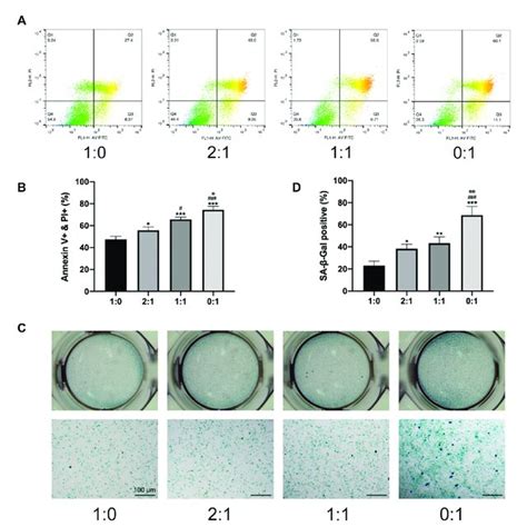 In Vitro Survival Of Mscs Within Microtissue Constructs A Apoptosis