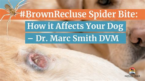Wolf Spider Bite On Dog