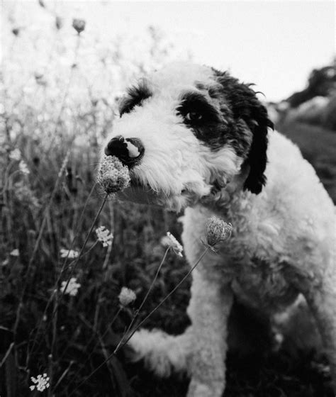 Köpeklerde E Coli Enfeksiyonu