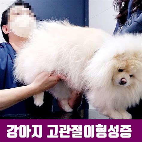 강아지 고관절이형성증 뼈 건강 관절에 좋은 음식 네이버 블로그
