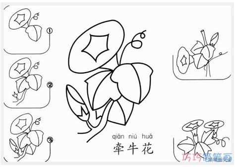 卡通喇叭花的画法 步骤图简单好看牵牛花简笔画图片巧巧简笔画