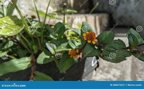 The Name Of This Plant Is Acmella Oleracea Is A Species Of Flowering