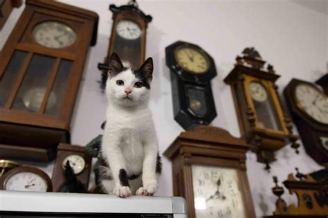 動物写真家 岩合光昭 オフィシャルサイト ニュース詳細