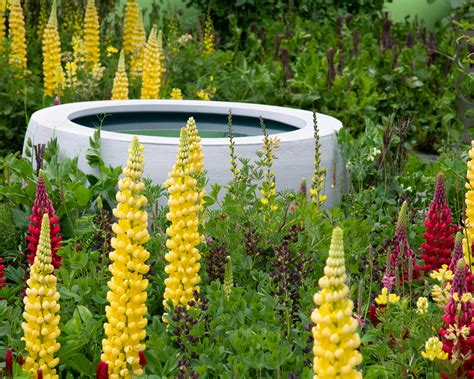 Lupinus Desert Sun Bare Roots — Buy Yellow Lupins Lupines Online At