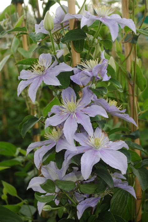Juuli | Clematis 'Juuli' online kaufen