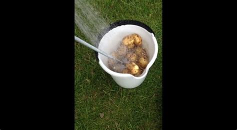 Como Descascar Um Saco De Batatas Em 60 Segundos OlhaQueVideo Br