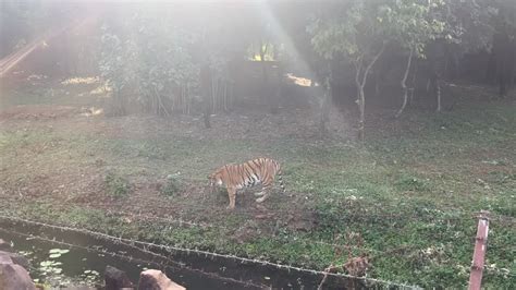 Video Rahul Pamnani On Linkedin Vanvihar Vanviharbhopal