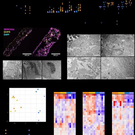 Contractile Enhancement Of Engineered Myocardial Tissues Cultured In