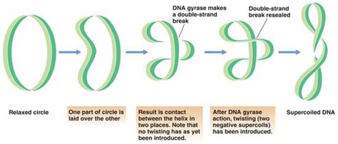 Biology Dna Replication Flashcards Quizlet