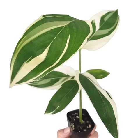 Maranta Arundinacea Variegated Jiffy Plants