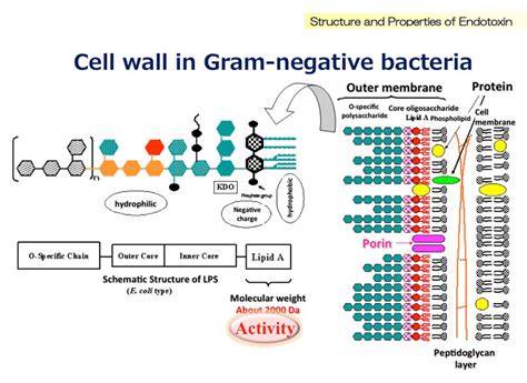 Bacterial Cell Endotoxins Location
