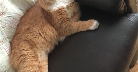 Carlos Being Lazy As Usual Dozhub