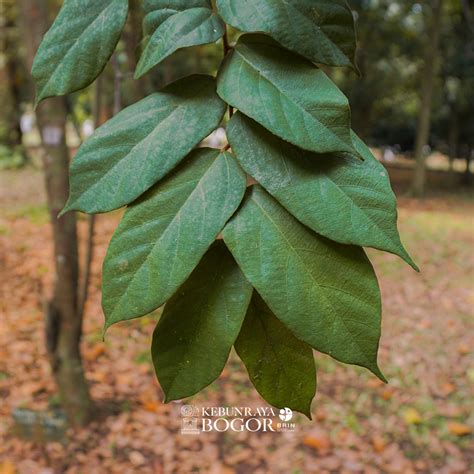 Kebunraya Id Pterospermum Javanicum Jungh Atau Yang Facebook