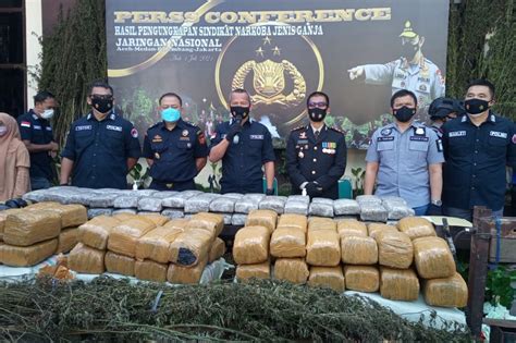 Polri Ungkap Peredaran 528 55 Kg Ganja Kering Di Aceh