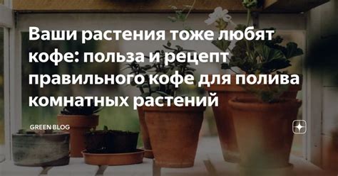 Ваши растения тоже любят кофе: польза и рецепт правильного кофе для ...