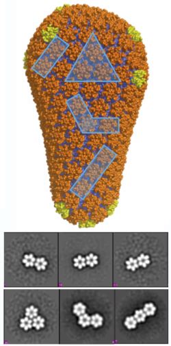 Innate Defenses Against Hiv 1 Xiong Laboratory