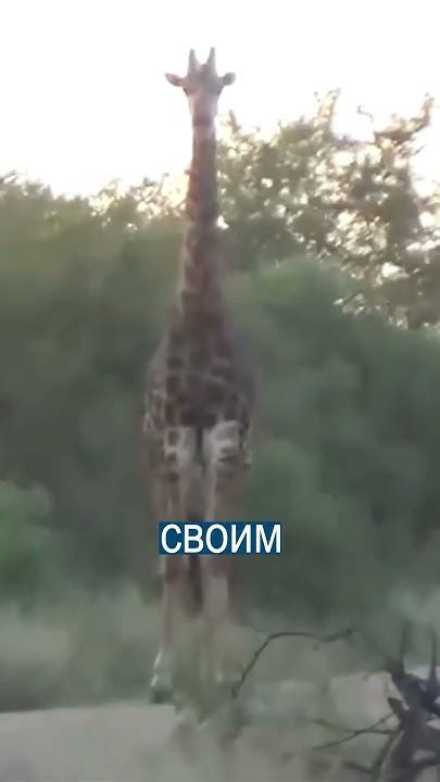 Немая сцена кто должен уступить дорогу в этом случае Youtube